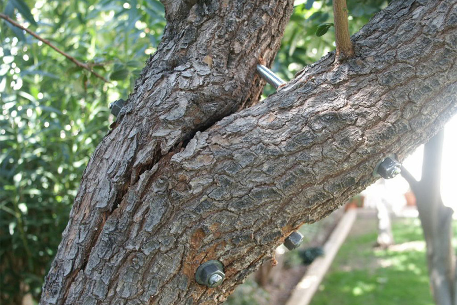 Tree Cabling and Bracing Long Island NY | At The Top Tree Service Corp